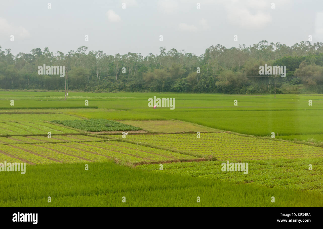 Rice fields of south vietnam Stock Photo - Alamy