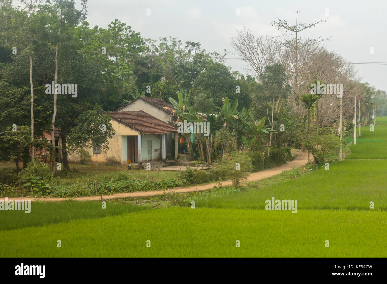 Rice fields of south vietnam Stock Photo - Alamy