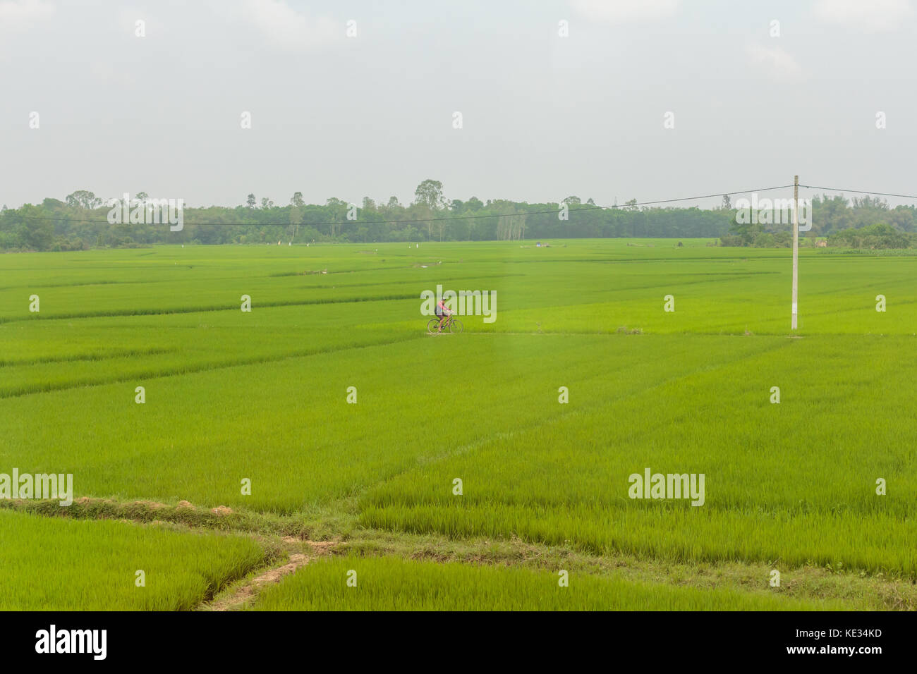 Rice fields in South vietnam Stock Photo - Alamy