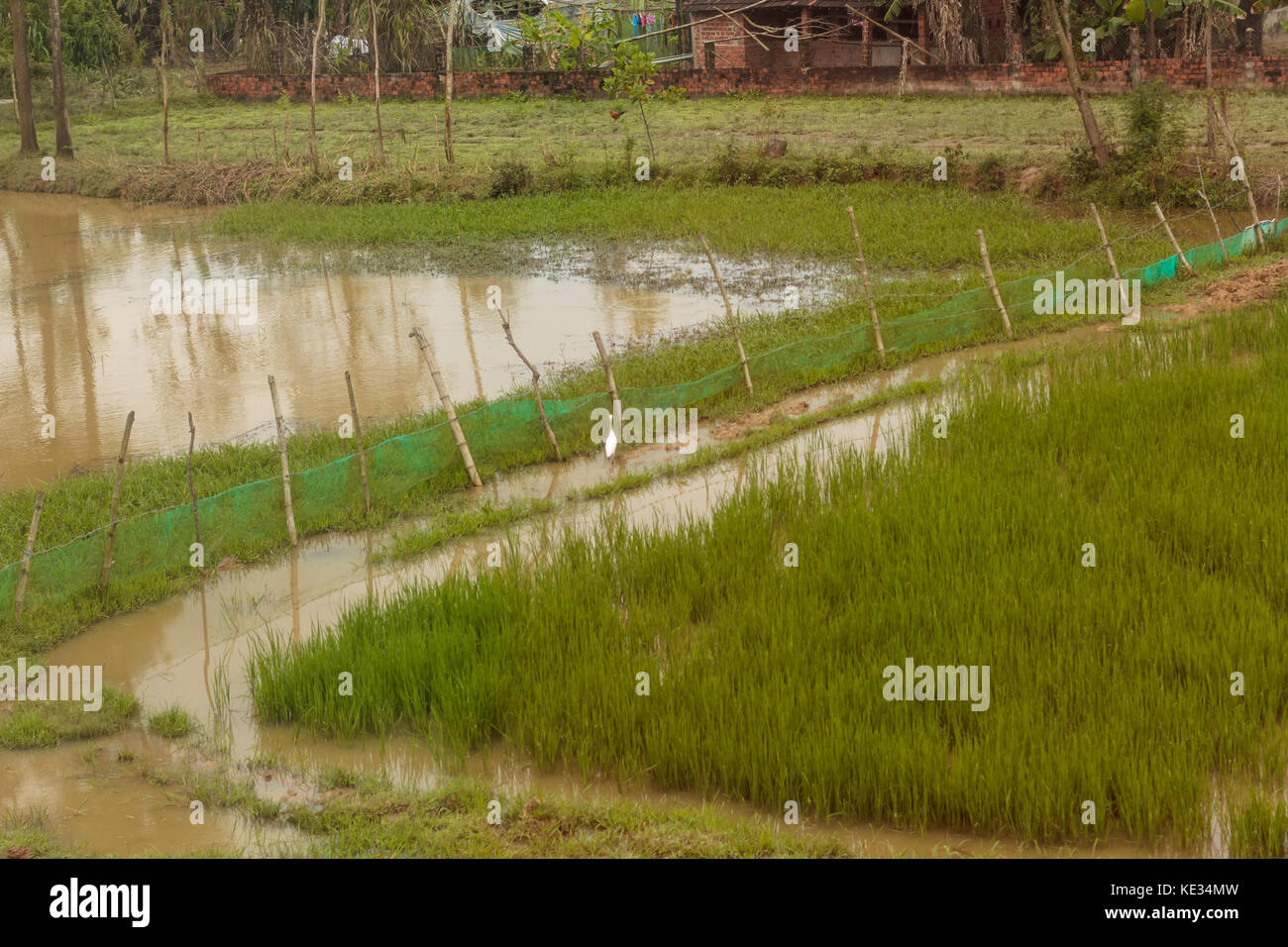 Isolated rice field in south vietnam Stock Photo - Alamy