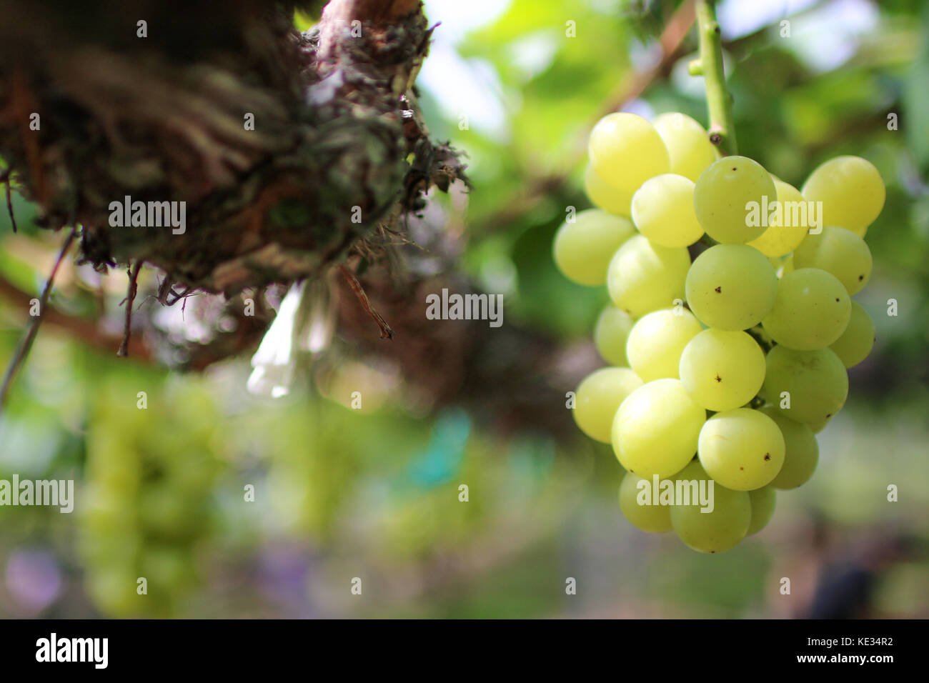 Fermented grape hi-res stock photography and images - Alamy