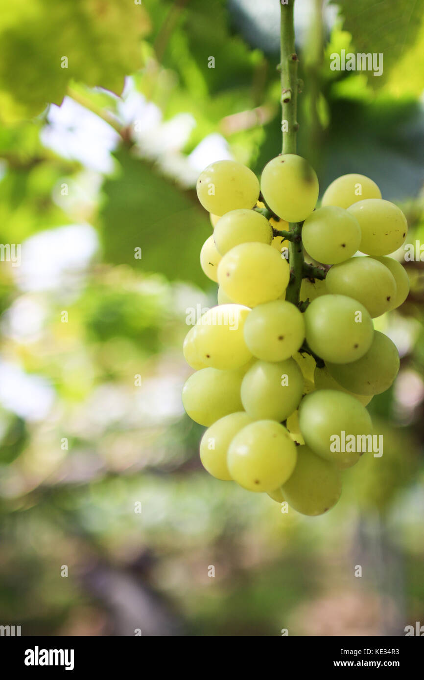 Fermented grape hi-res stock photography and images - Alamy