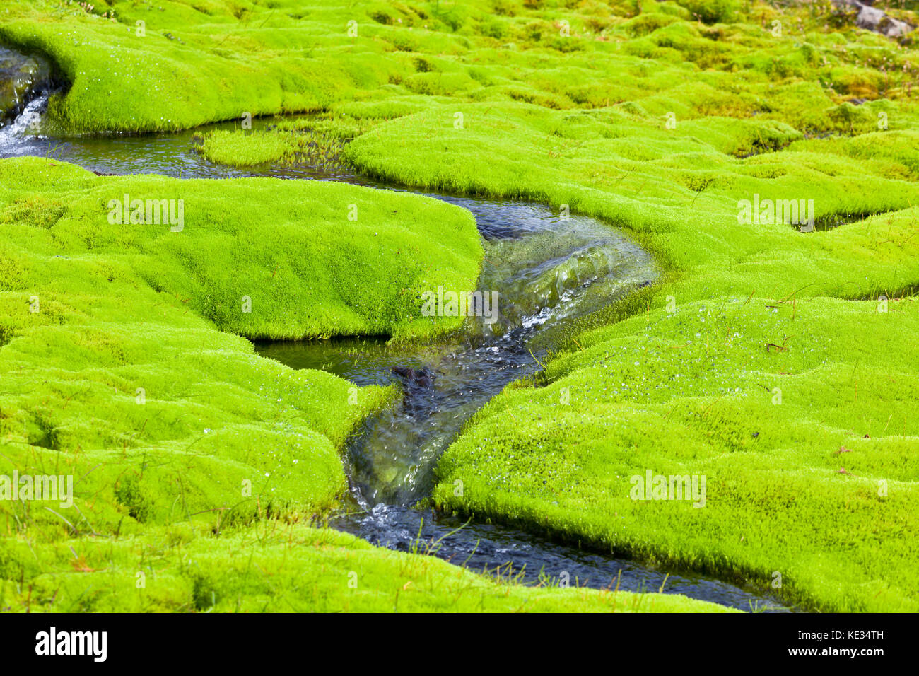 Iceland Small River Stream with green moss. Horizontal shot Stock Photo ...