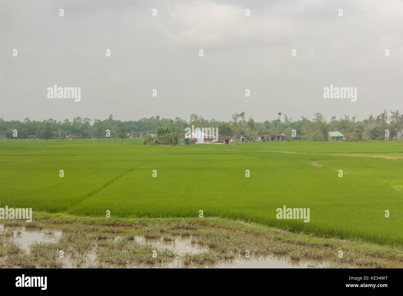 Isolated rice field in south vietnam Stock Photo - Alamy