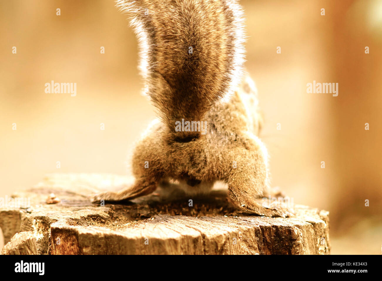 Hip of Squirrel Stock Photo - Alamy