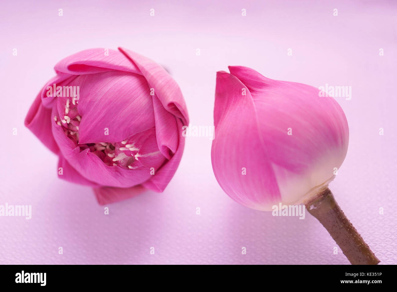 Japan tokyo lotus flower hi-res stock photography and images - Alamy
