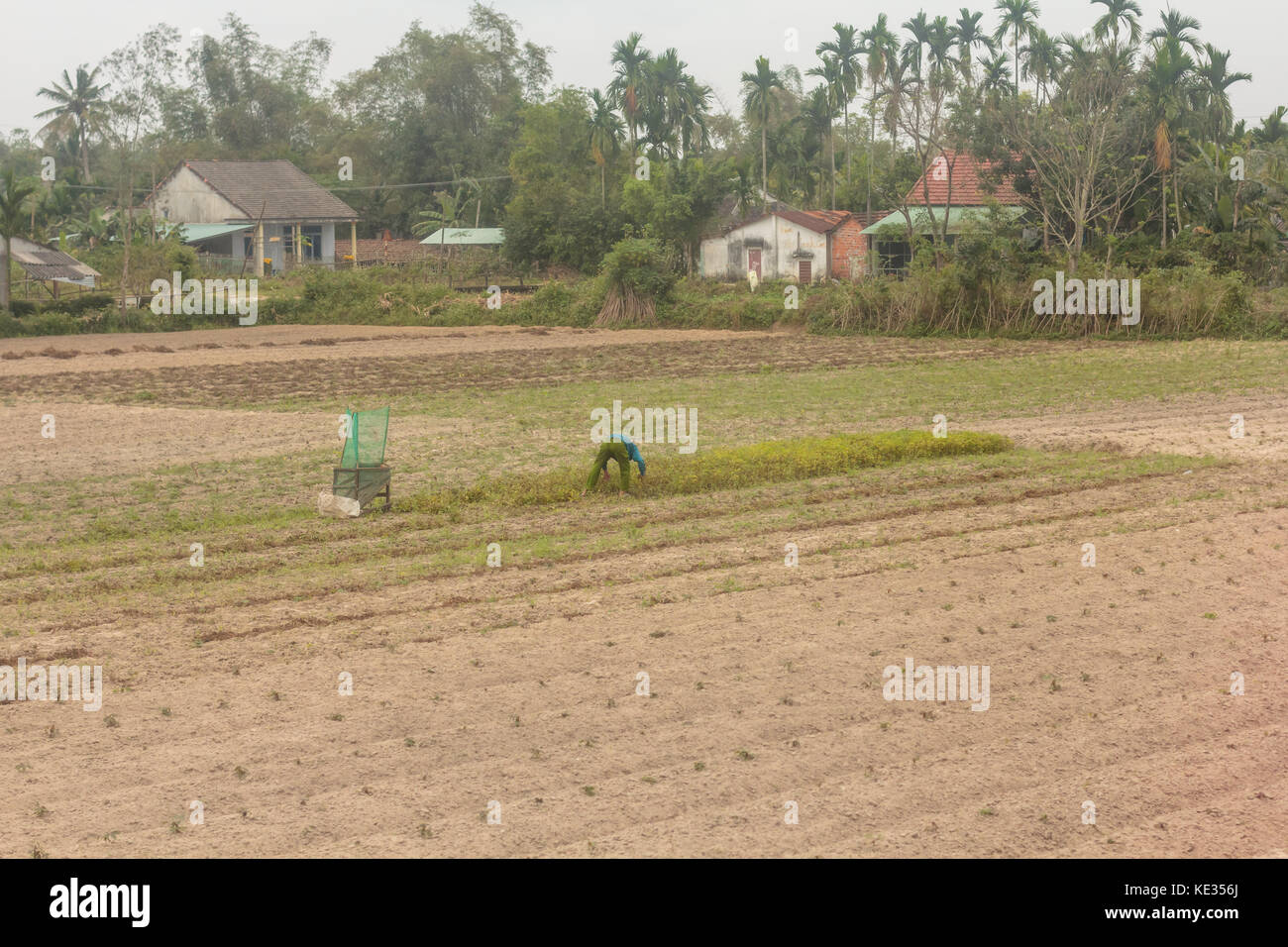 Planting Vegetation Stock Photos & Planting Vegetation Stock Images - Alamy