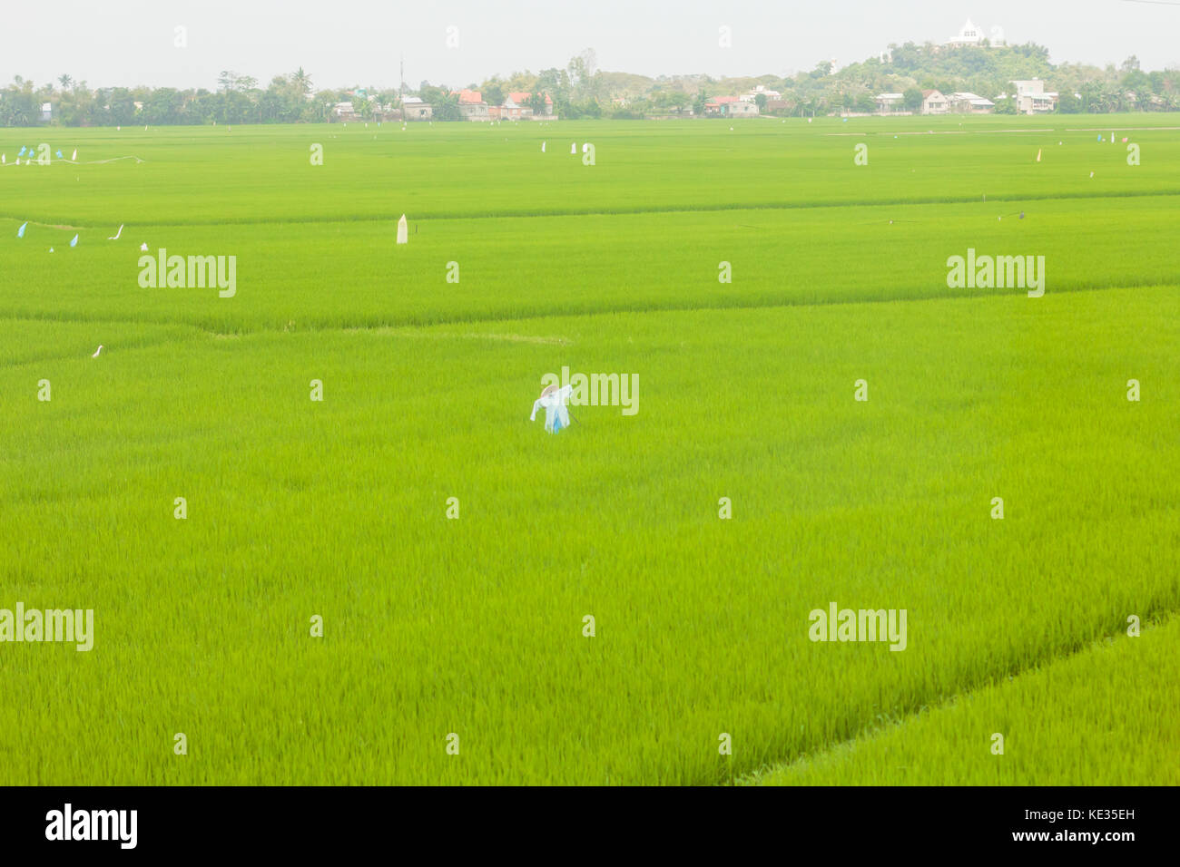 Crossing the Rice field on a travelling train Stock Photo - Alamy