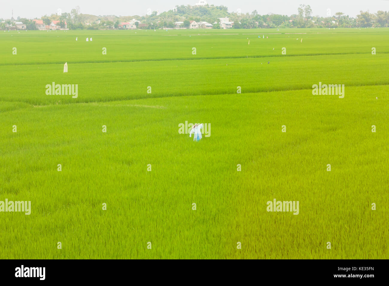 Crossing the Rice field on a travelling train Stock Photo - Alamy