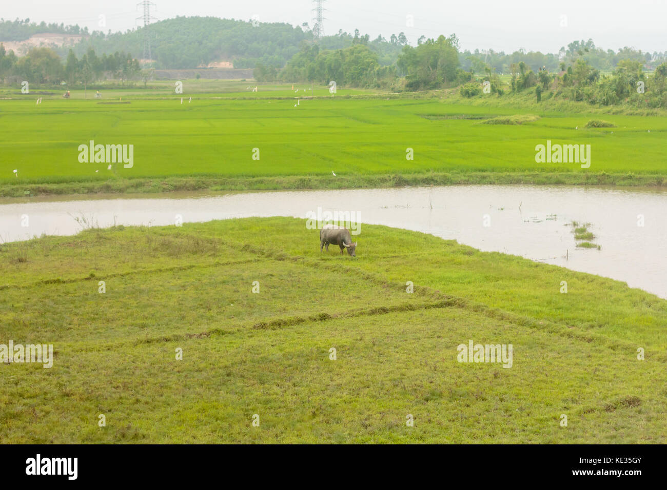 Crossing the Rice field on a travelling train Stock Photo - Alamy