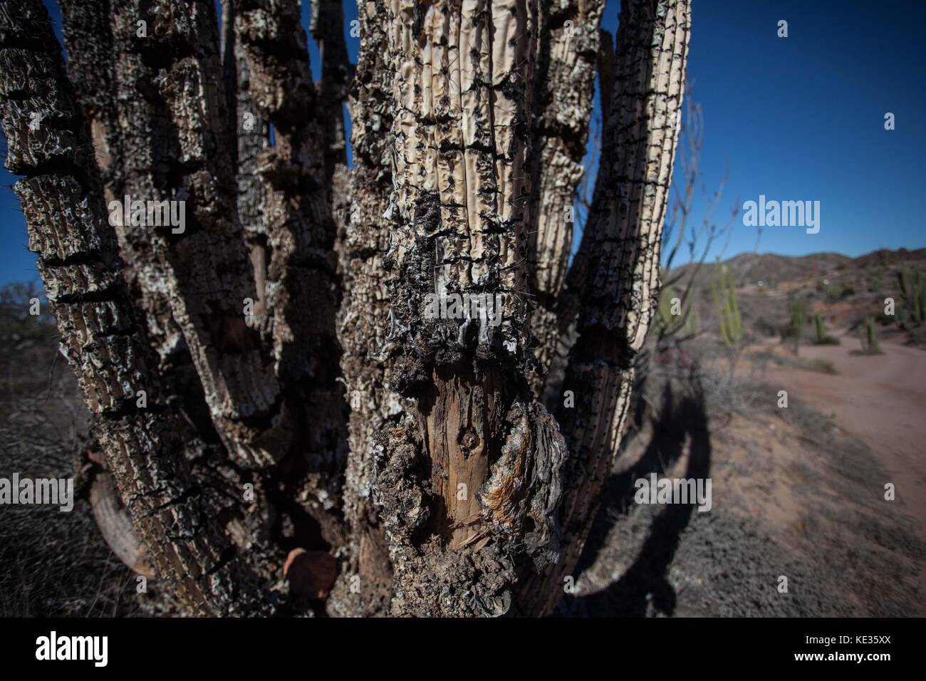The Coloraro , a beach in the Sonoran Desert which is characterized by ...