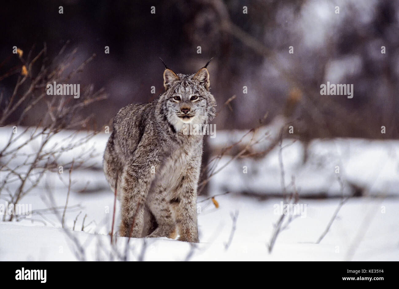 Lynx in winter, Montana, Felis lynx, captive species Stock Photo - Alamy