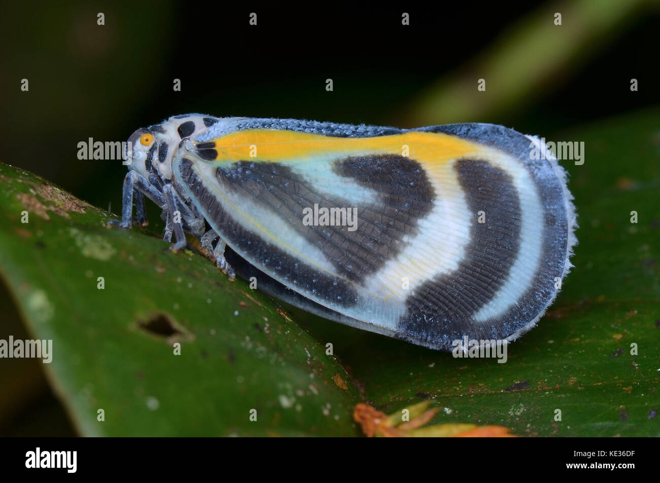 White striped tree hopper hi-res stock photography and images - Alamy
