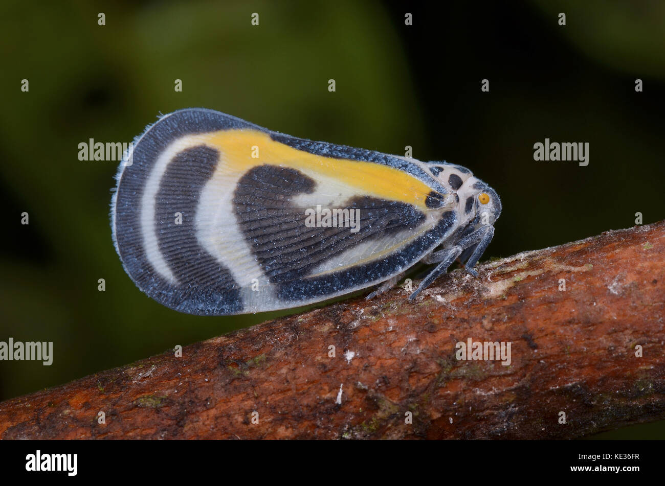Small green planthopper hi-res stock photography and images - Alamy