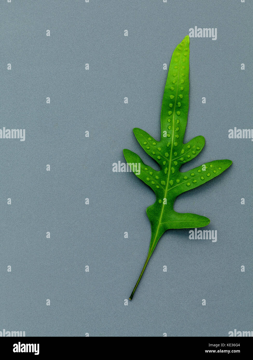 Beautiful shape of fern leaves flat lay on gray background. Green ...