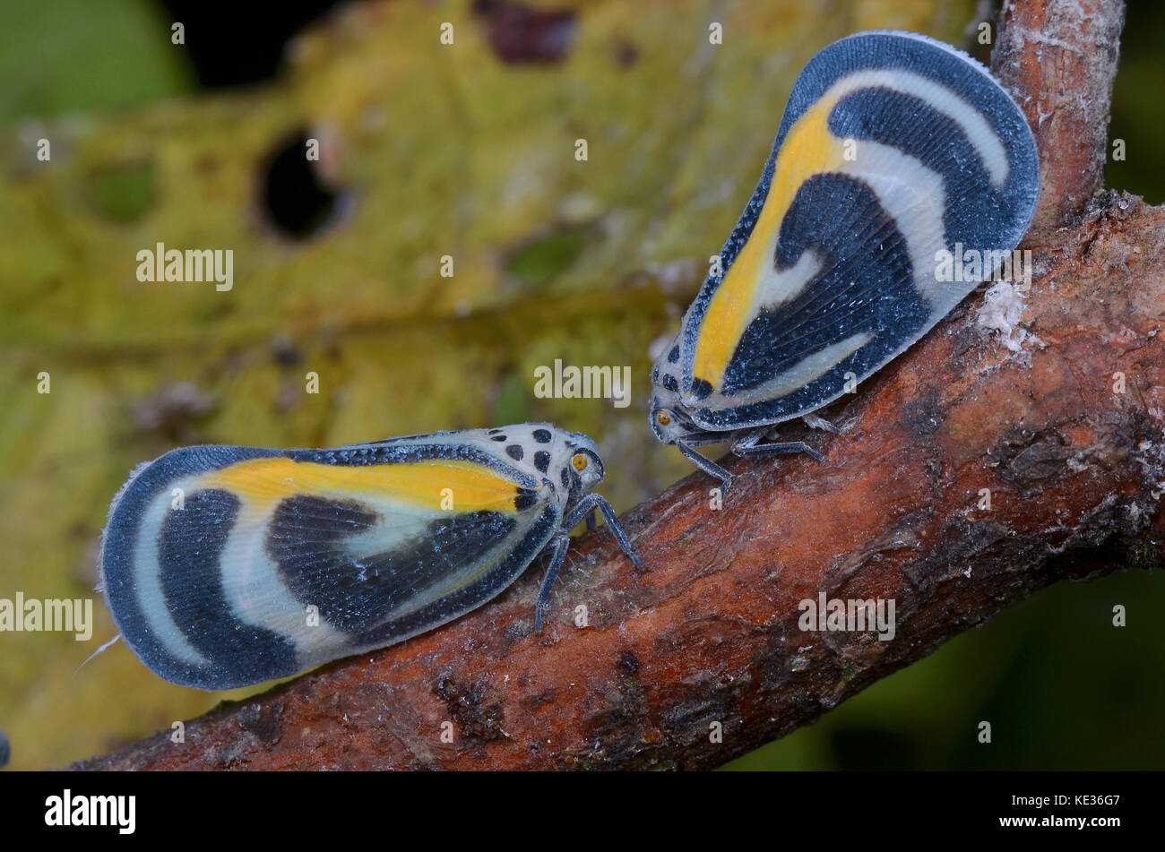 macro image of a beautiful planthopper from Borneo, Sabah Stock Photo ...