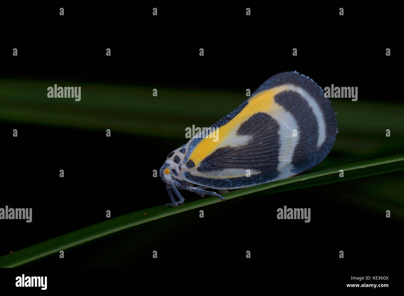 macro image of a beautiful planthopper from Borneo, Sabah Stock Photo ...