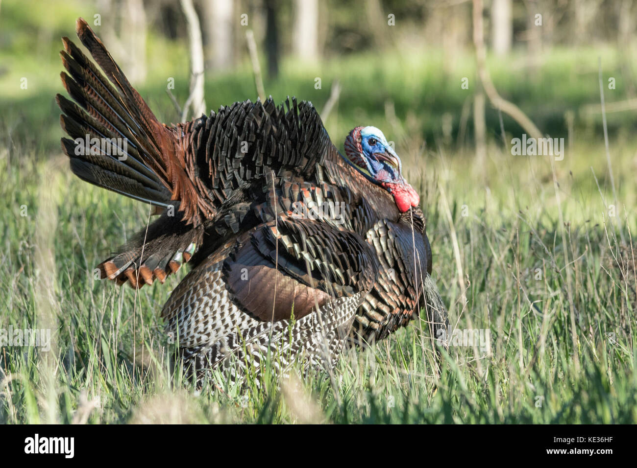 Male Wild turkey (Meleagris gallopavo) displaying, Point Pelee National ...