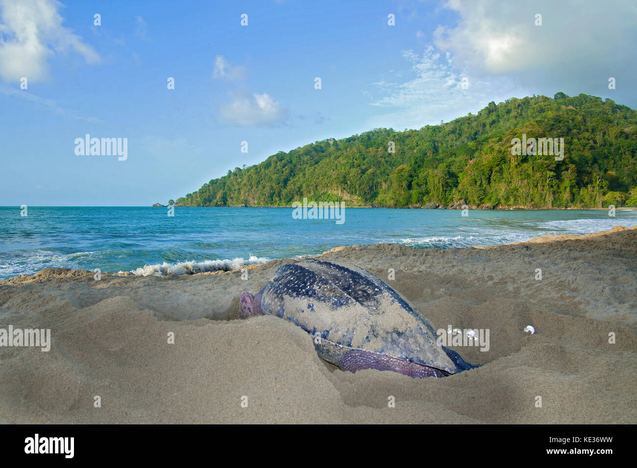 Nesting leatherback sea turtle (Dermochelys coriacea), Grande Riviere ...