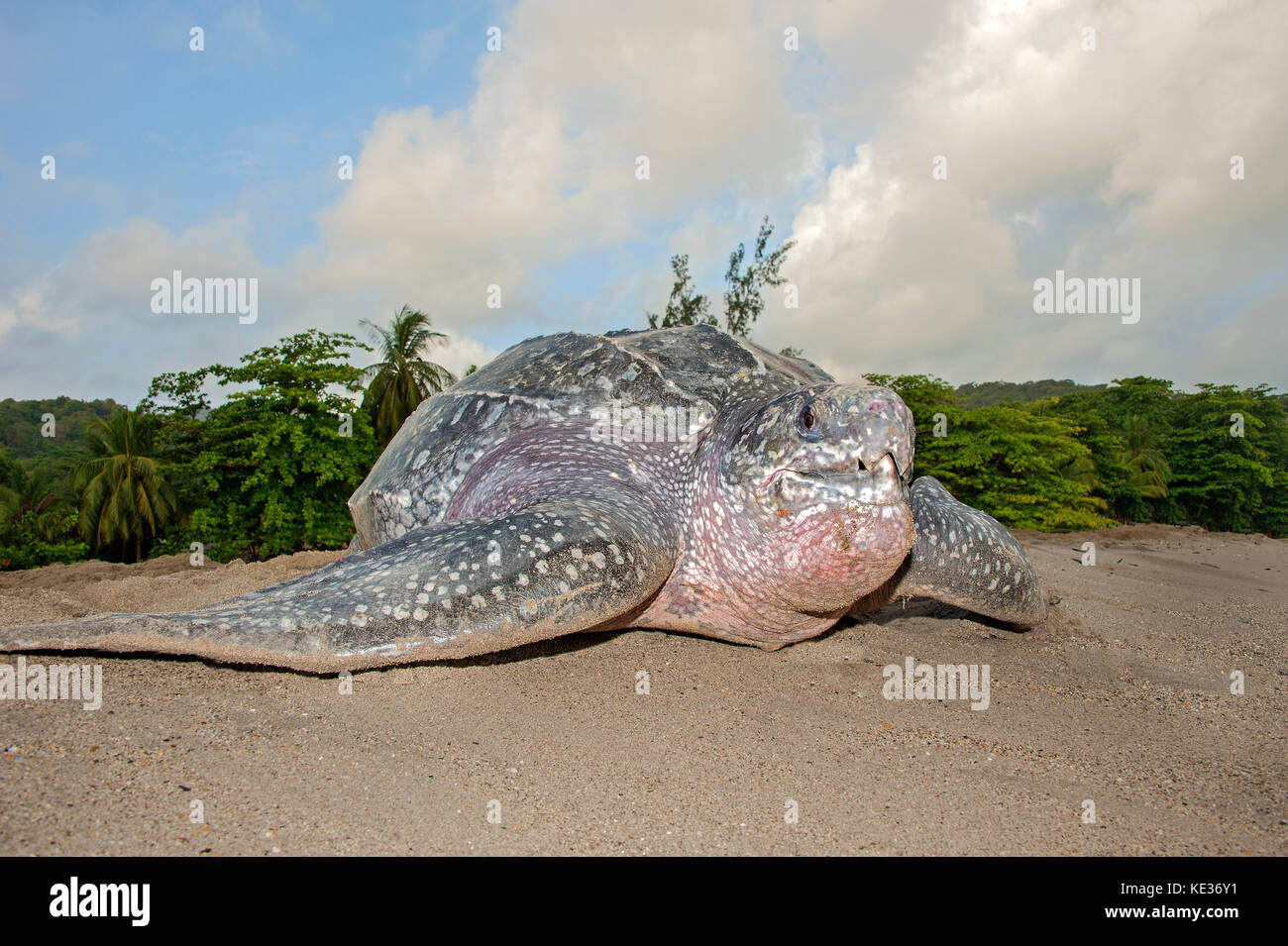Leatherback sea turtle nesting hi-res stock photography and images - Alamy