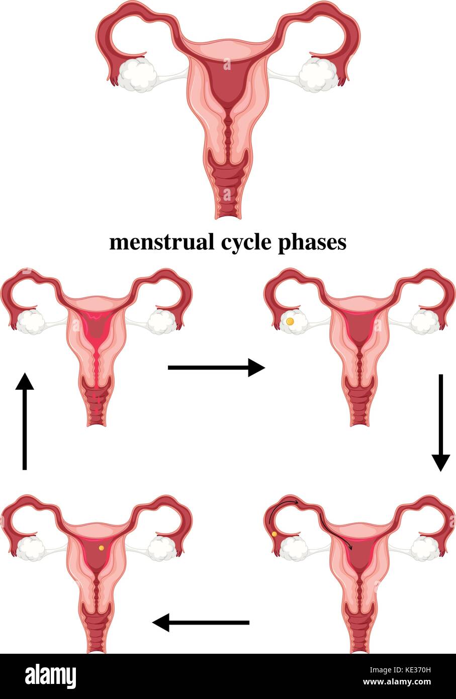 Menstrual cycle drawing hi-res stock photography and images - Alamy Menstrual cycle drawing hi-res stock photography and images - Alamy