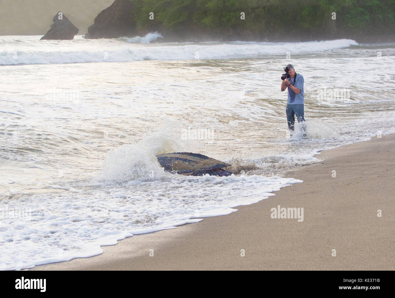 Nesting leatherback sea turtle (Dermochelys coriacea), Grande Riviere ...