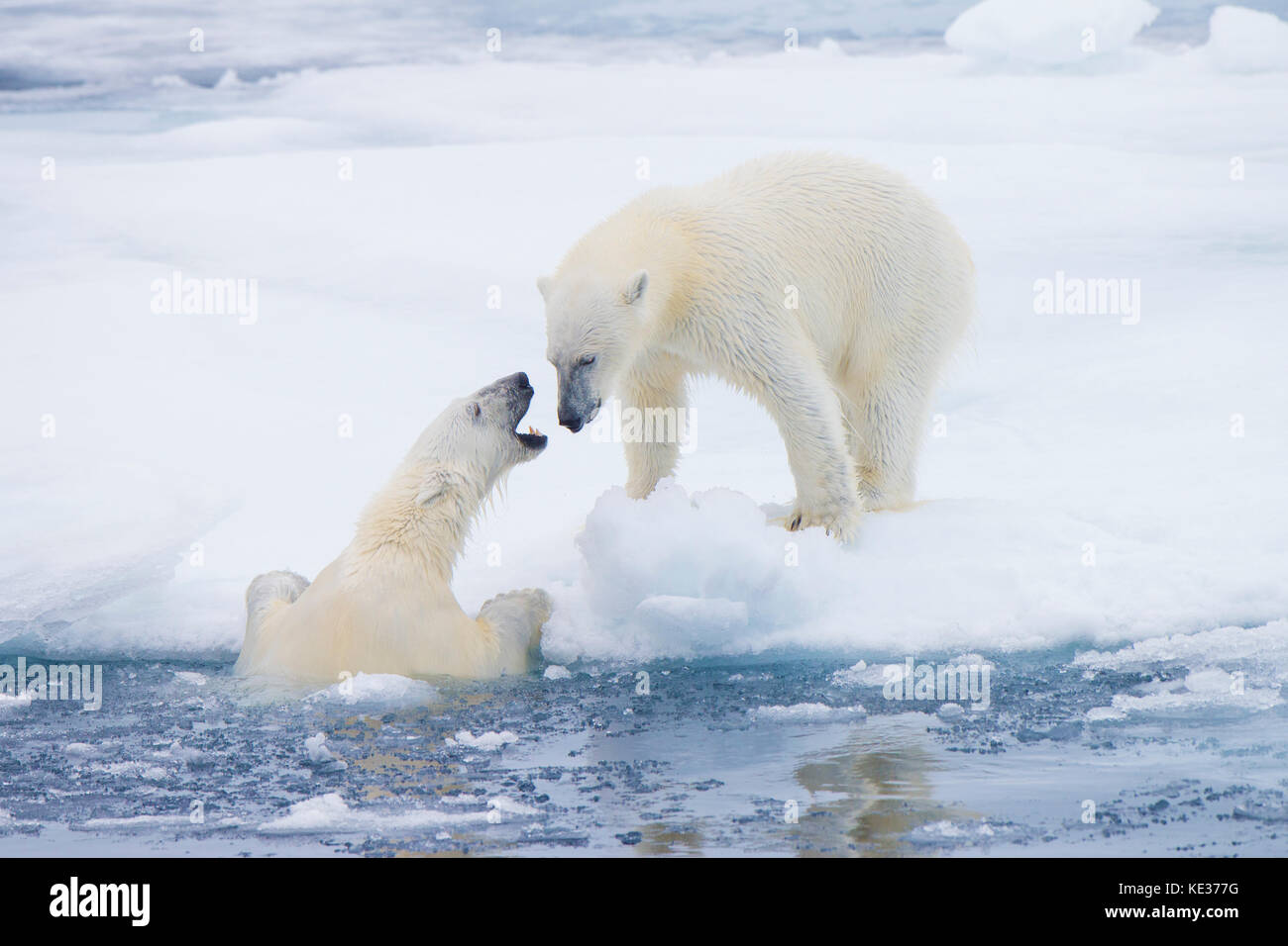 Adult female polar bears (Ursus maritimus) interacting on the sea ice ...