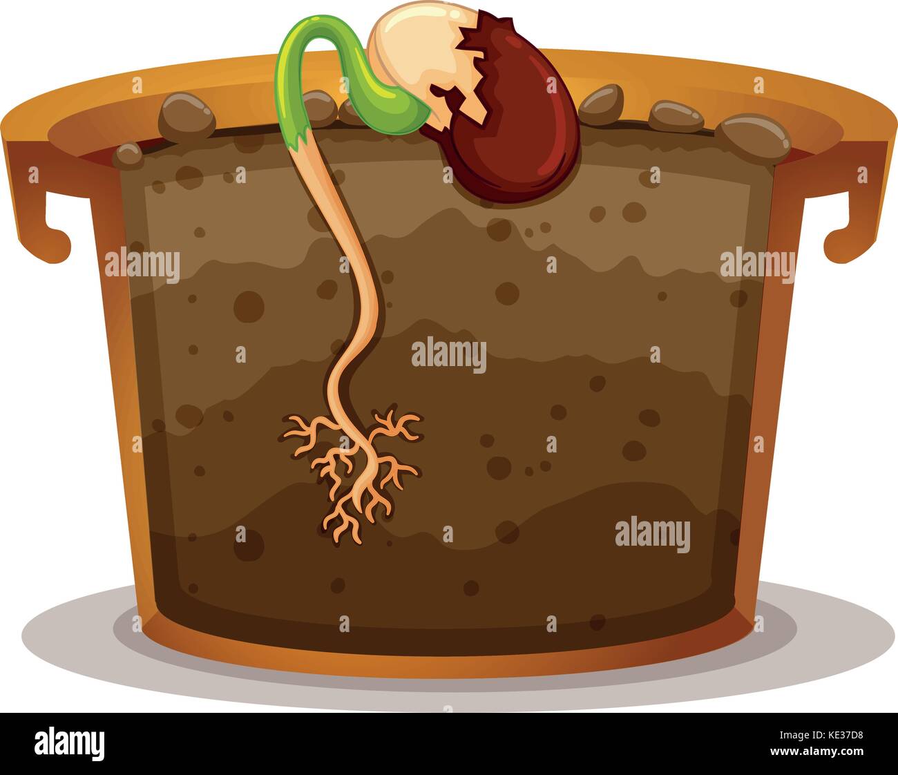 Plant growing from small seed illustration Stock Vector Image & Art - Alamy