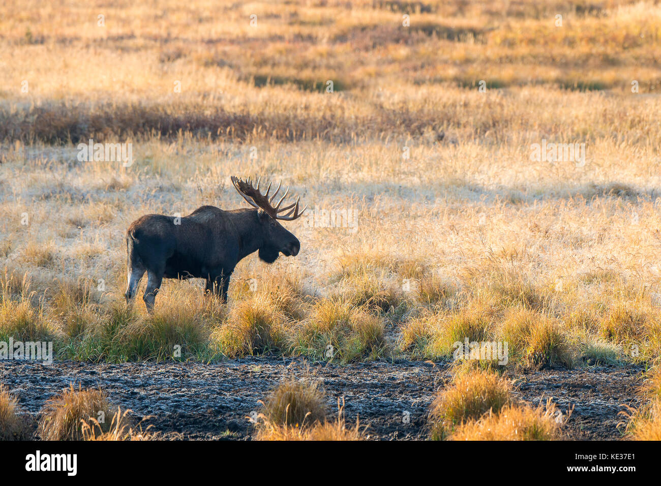 Bull moose sunset hi-res stock photography and images - Alamy