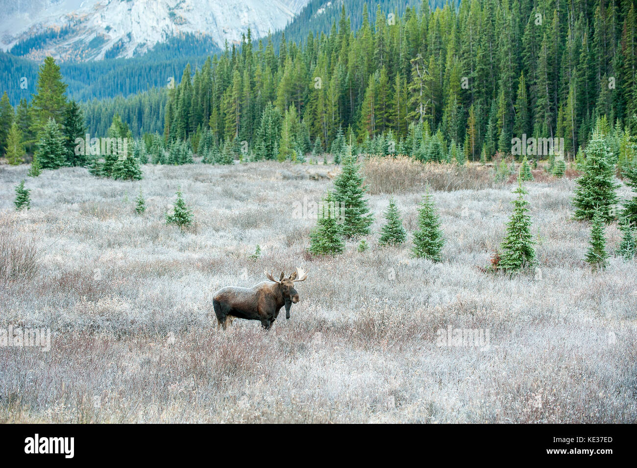 Adult bull moose (Alces alces), canadian Rockies, Alberta Stock Photo ...