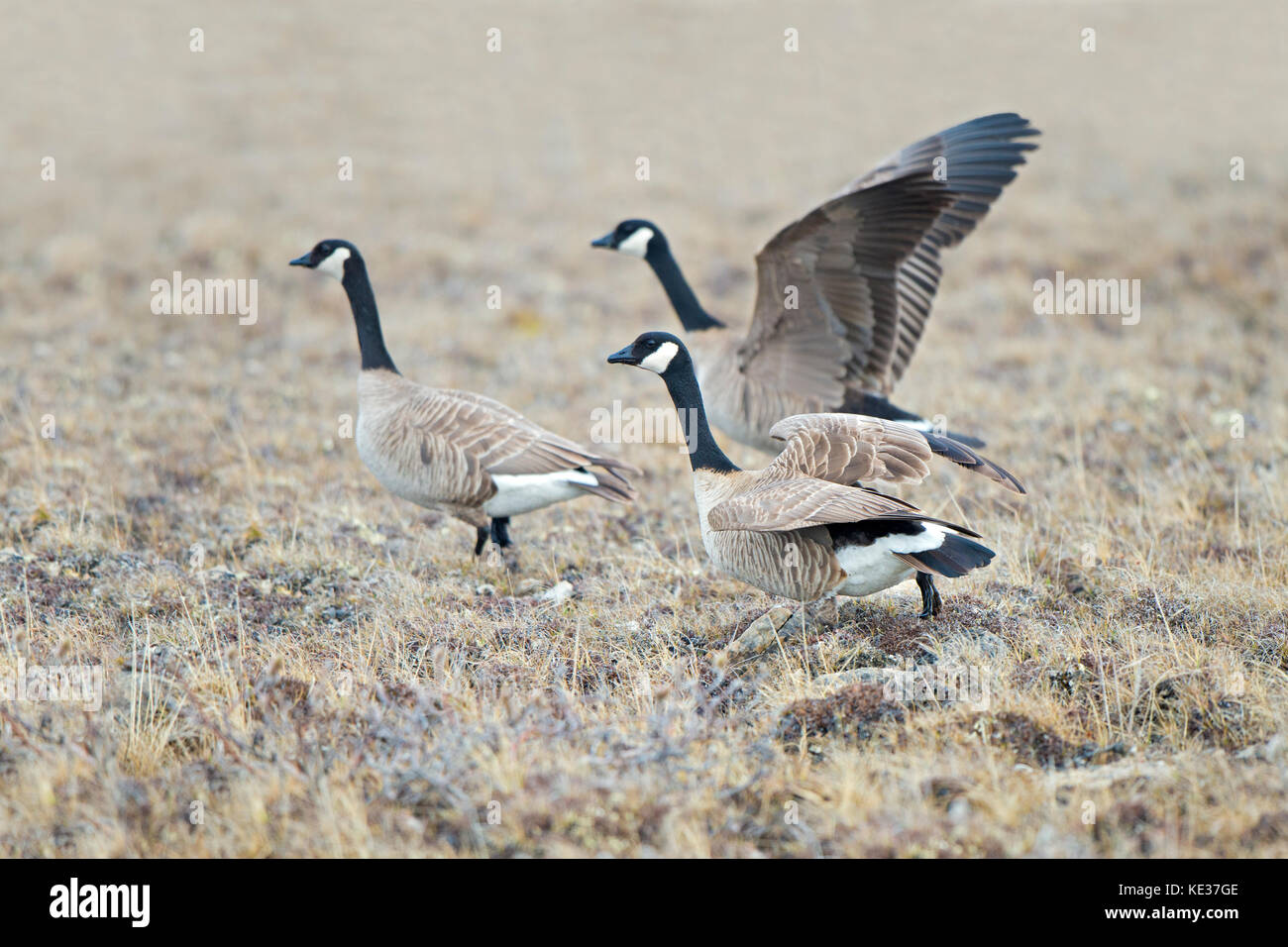 Arctic Geese Canada High Resolution Stock Photography and Images - Alamy