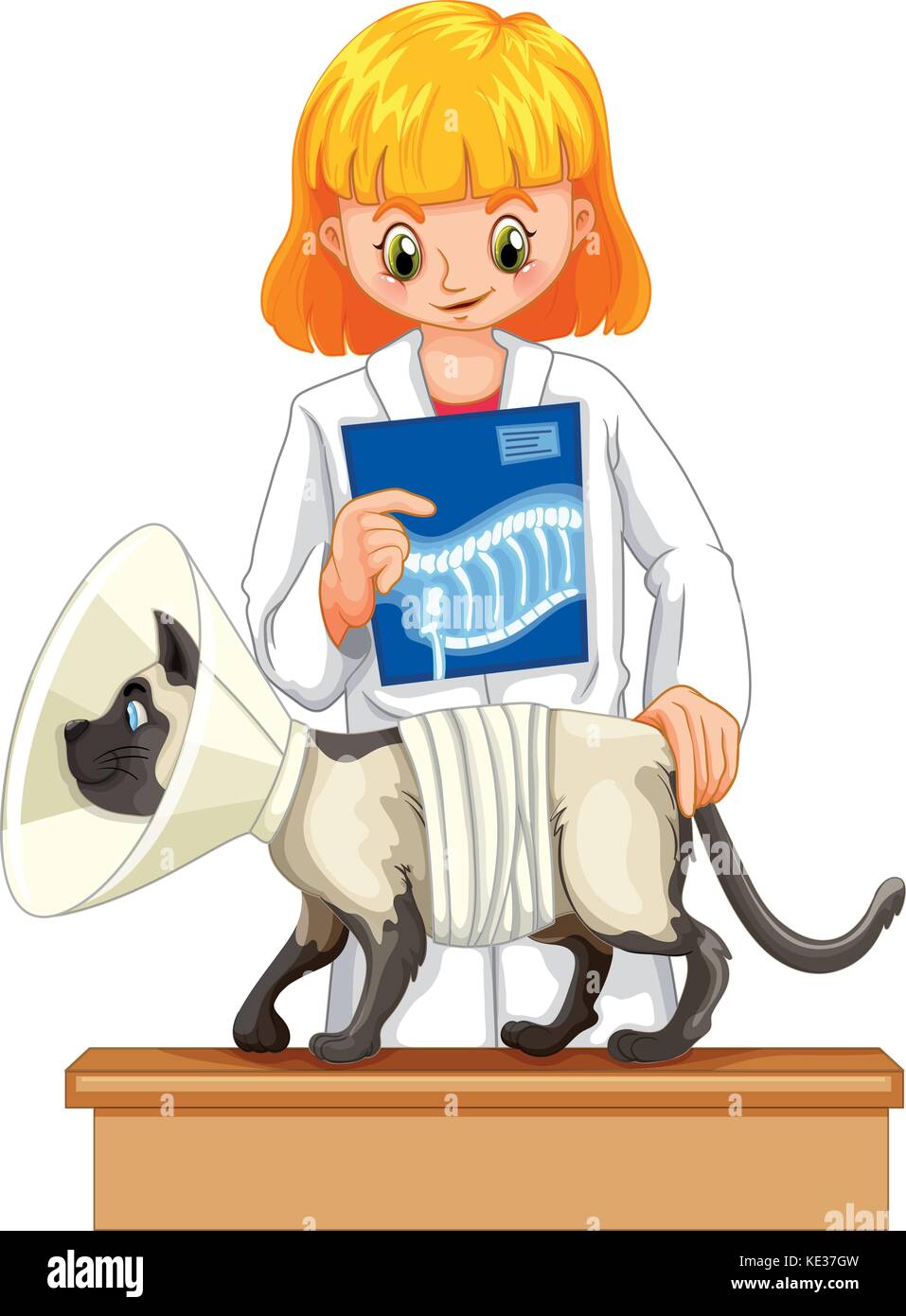 Vet holding x-ray film of cat illustration Stock Vector Image & Art - Alamy