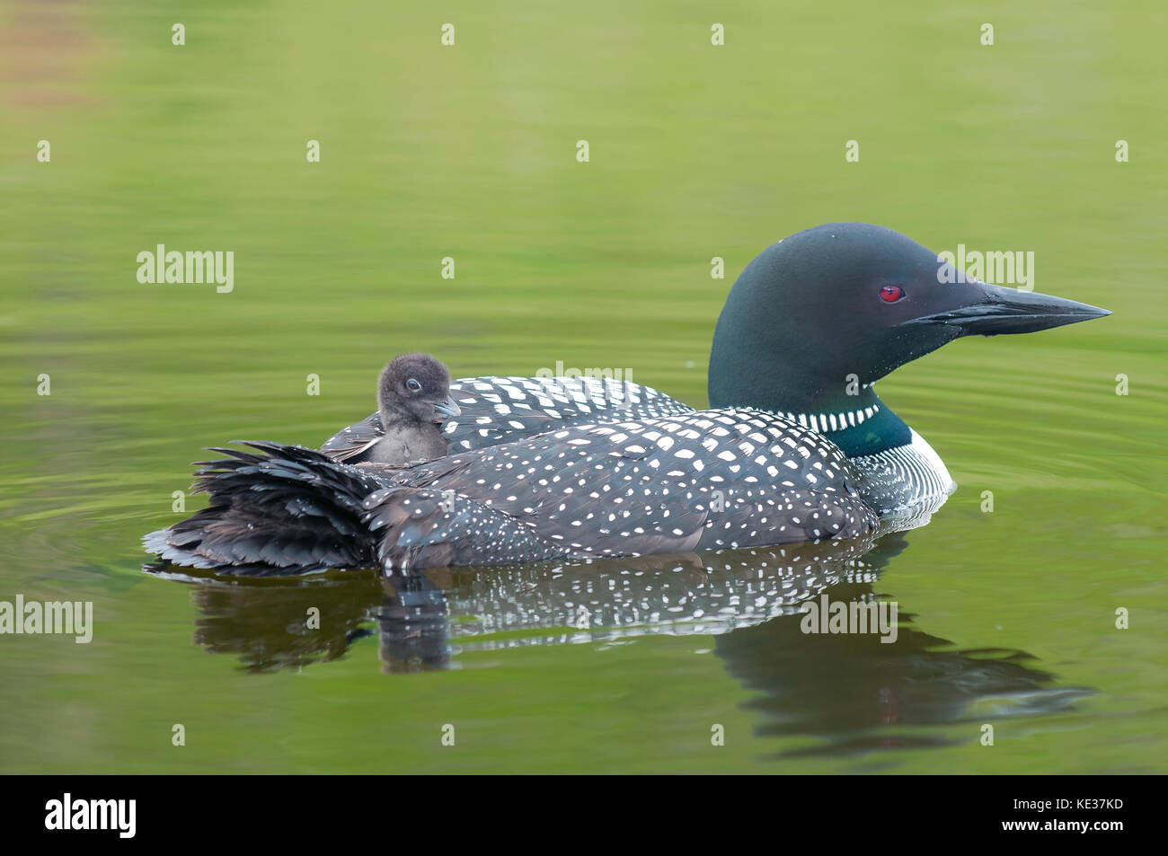 Chick after hatching hi-res stock photography and images - Alamy