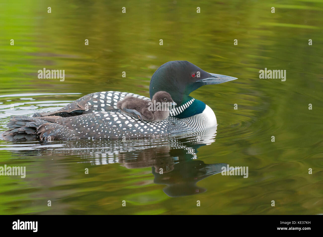 Chick after hatching hi-res stock photography and images - Alamy