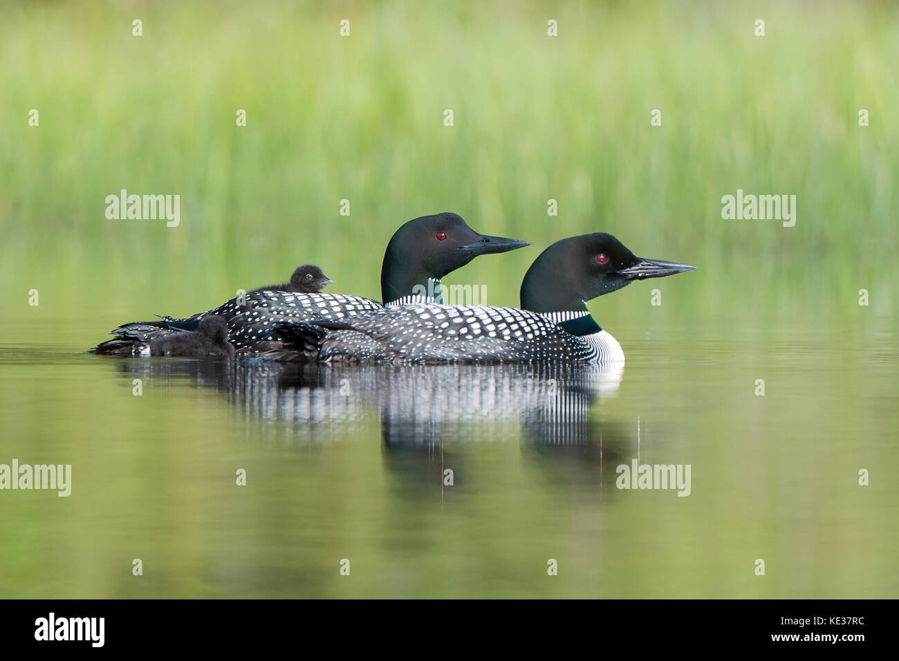 Adult common loon (Gavia immer) and chicks back-riding as they do for ...