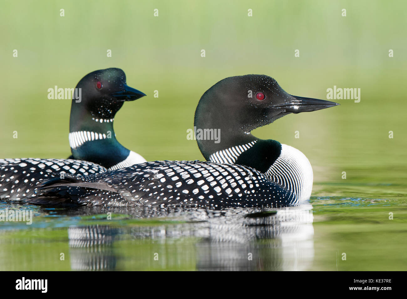 Common loon pair hi-res stock photography and images - Alamy