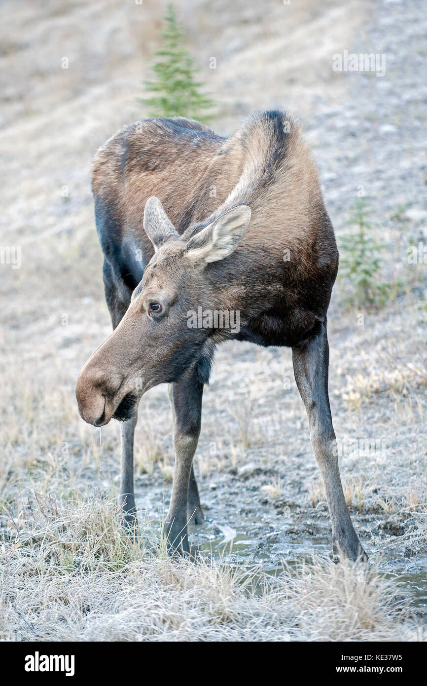 Adult cow moose (Alces alces), canadian Rockies, Alberta Stock Photo ...