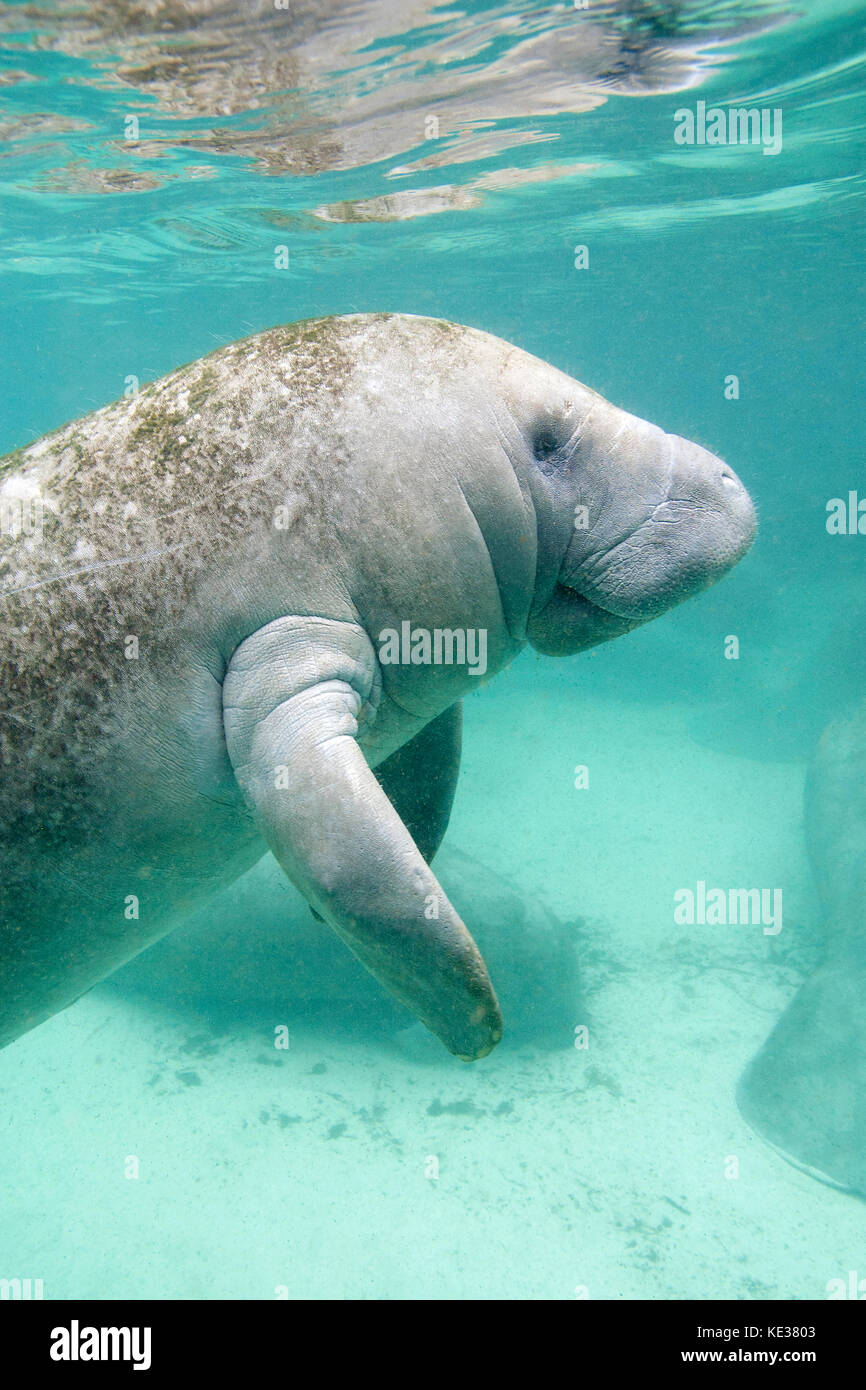 Florida manatee (Trichechus manatus latirostris), Crystal River, west ... Florida manatee (Trichechus manatus latirostris), Crystal River, west ...