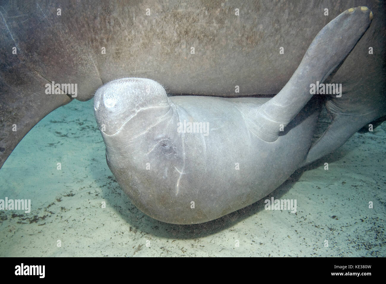 Florida manatee (Trichechus manatus latirostris), mother & calf ...