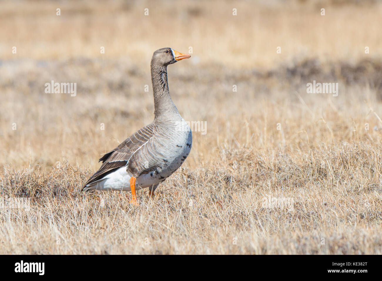 Adult greater white-fronted goose (Anser albifrons), Victoria Island ...