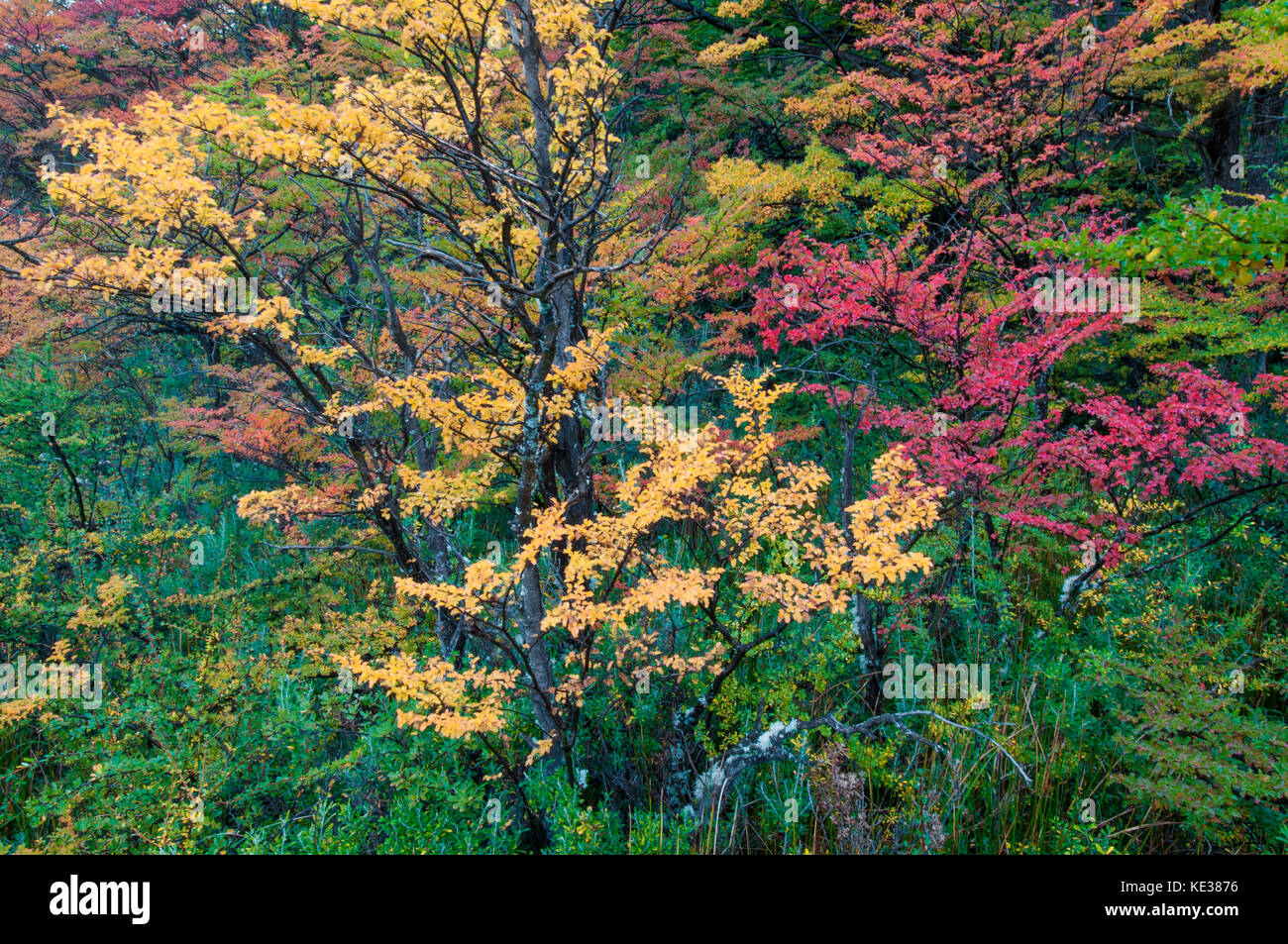 Southern beeches (Nothofagus) in autumn, Los Glaciares National Park ...