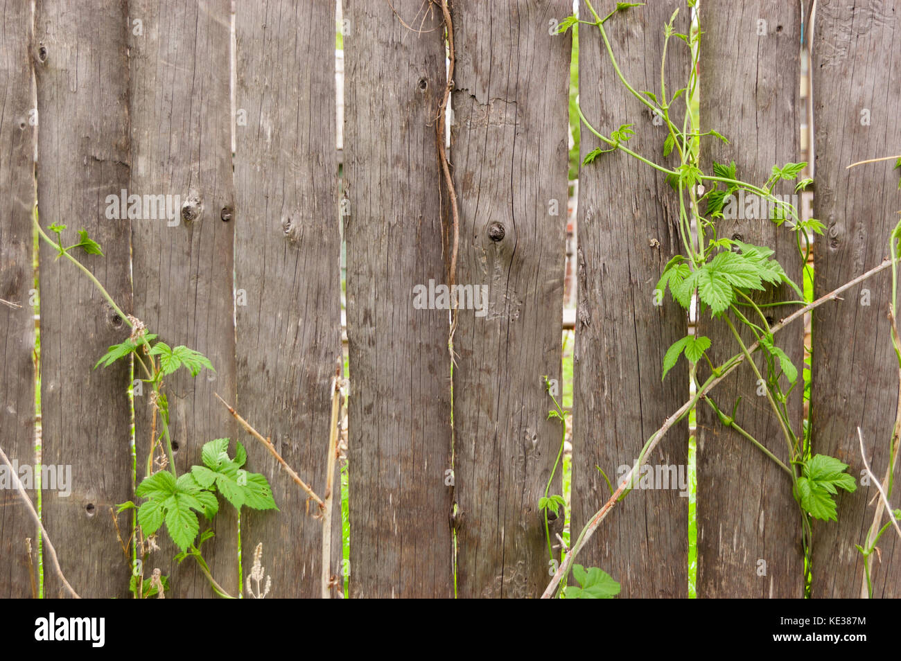 Ivy shoots hi-res stock photography and images - Alamy