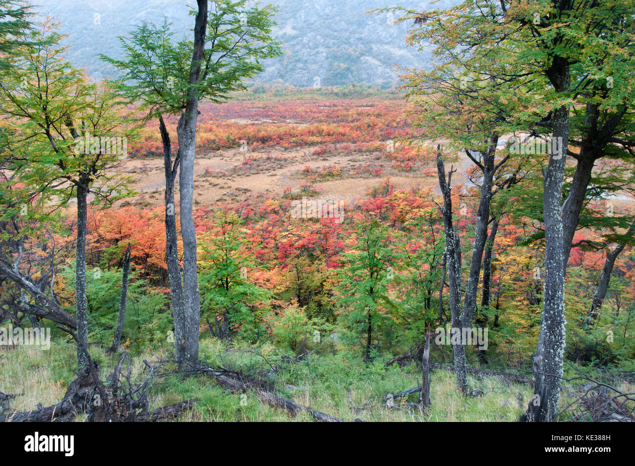 Southern beeches (Nothofagus) in autumn, Los Glaciares National Park ...