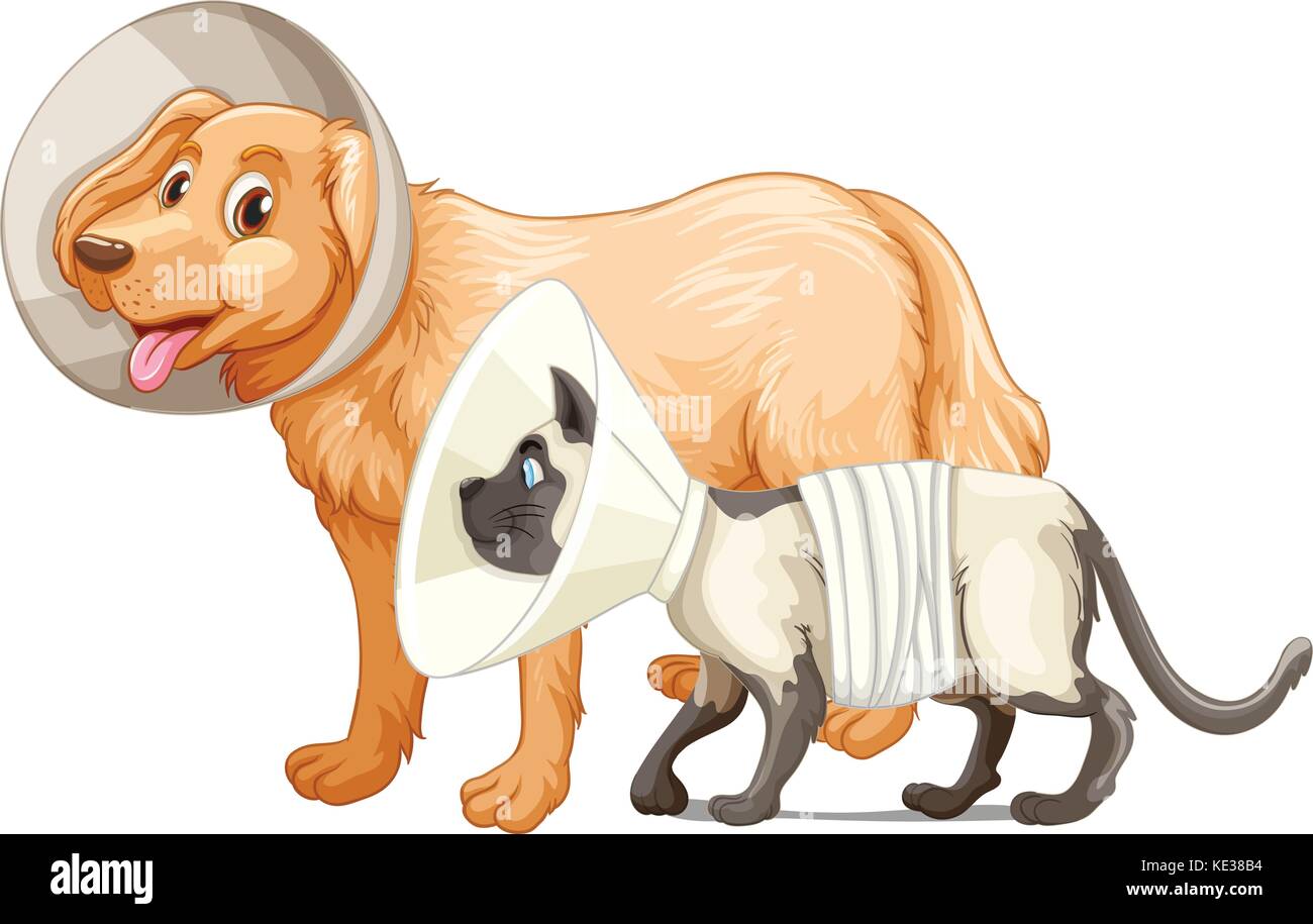 Sick cat at hospital Stock Vector Images - Alamy