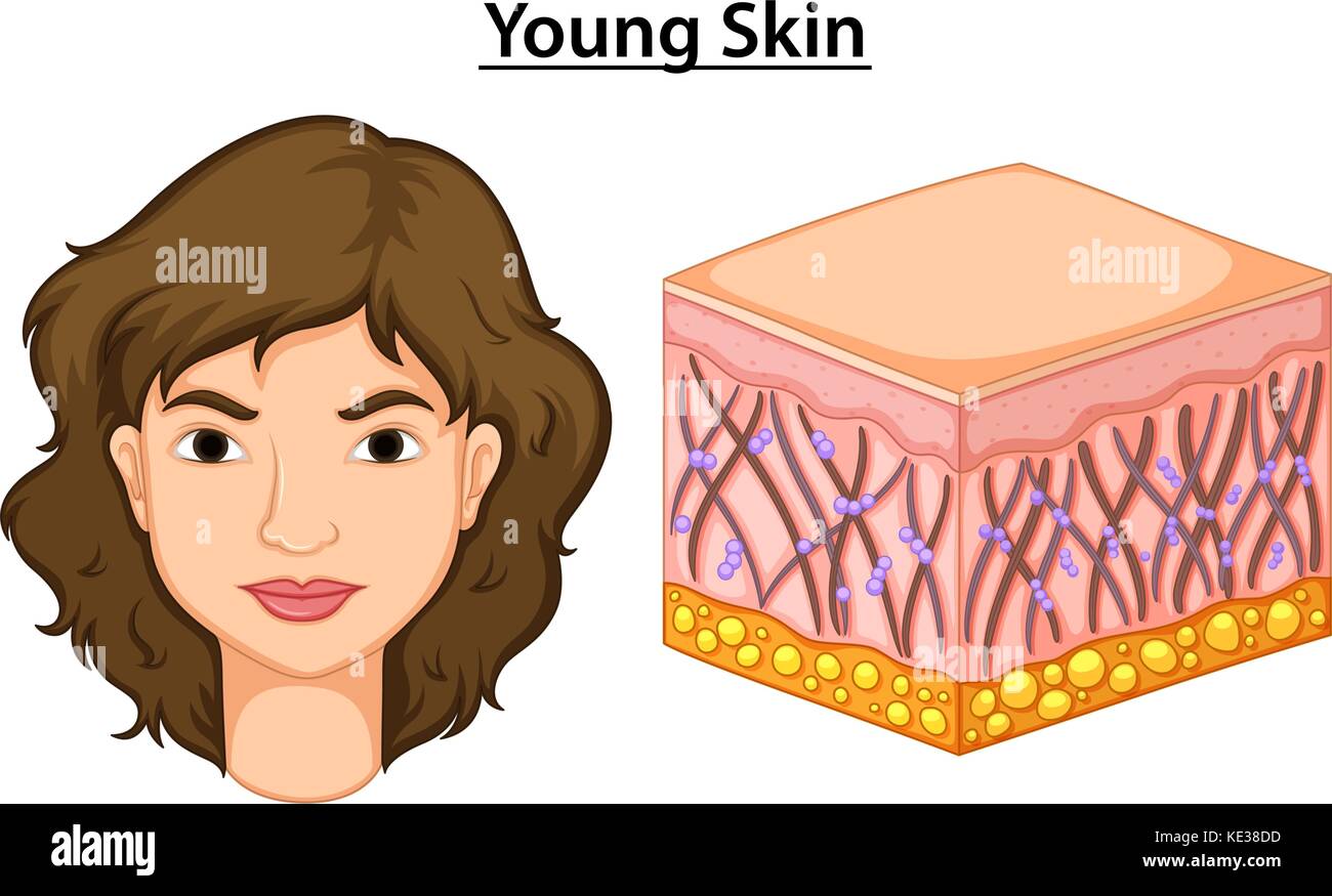 Diagram showing young skin in human illustration Stock Vector Image ...