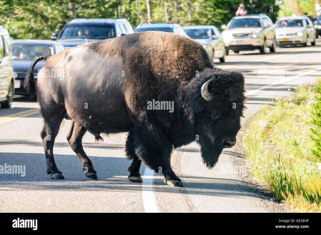 Bison Blocking Road High Resolution Stock Photography and Images - Alamy