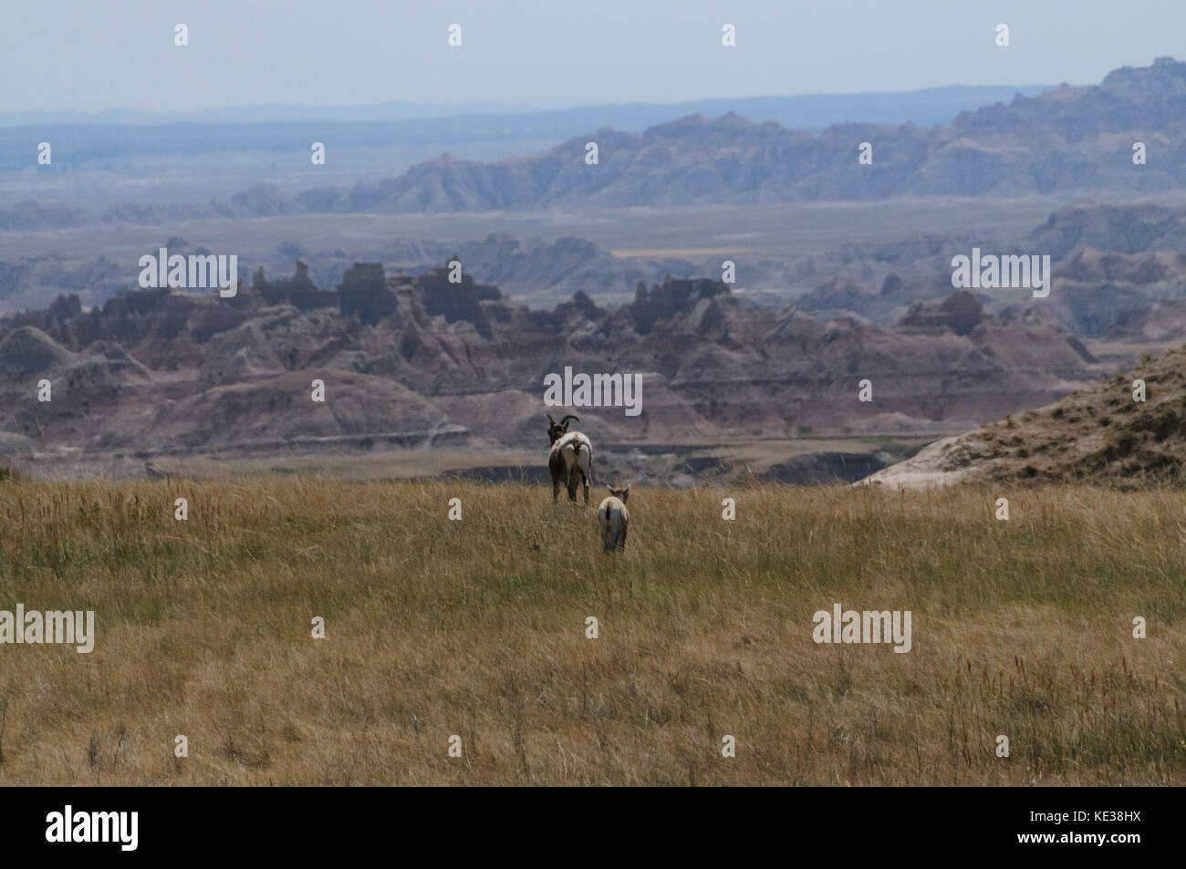 Young male desert bighorn hi-res stock photography and images - Alamy