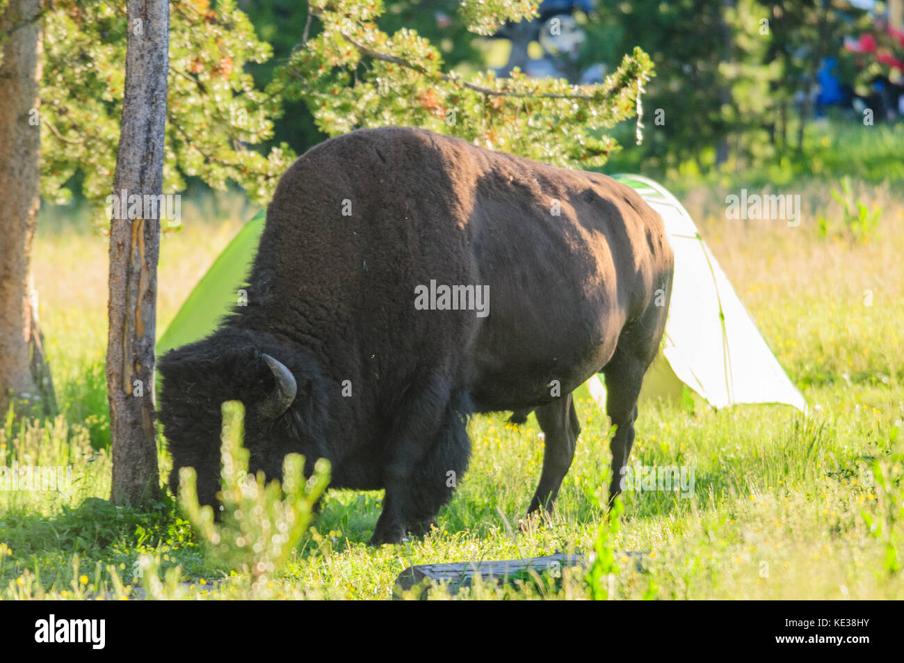Bison grazing in Yellowstone Stock Photo - Alamy