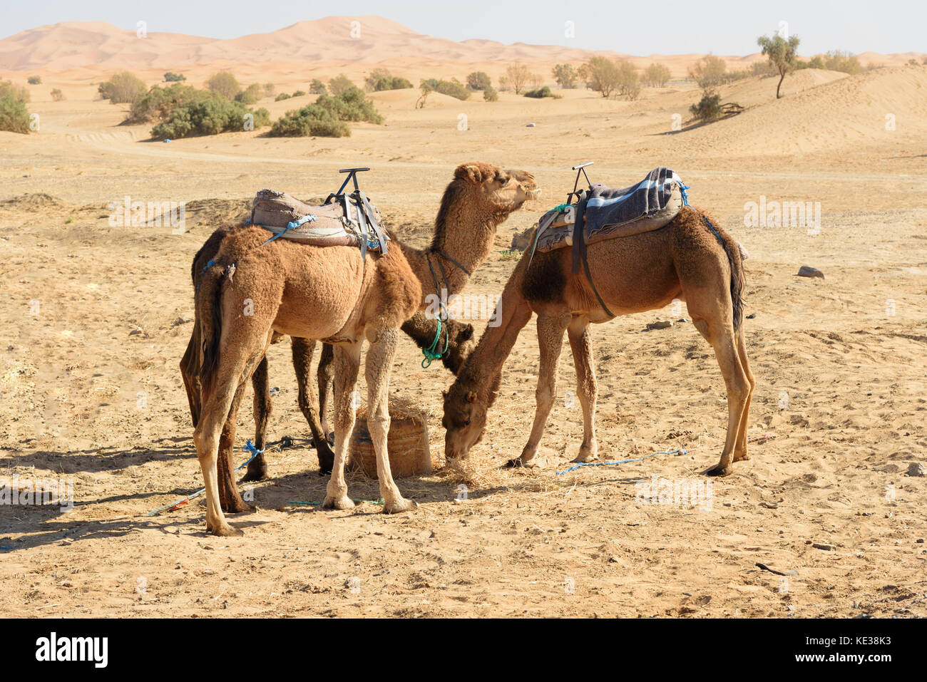 Camels eat hay. Erg Chebbi Sand dunes in Sahara Desert near Merzouga ...