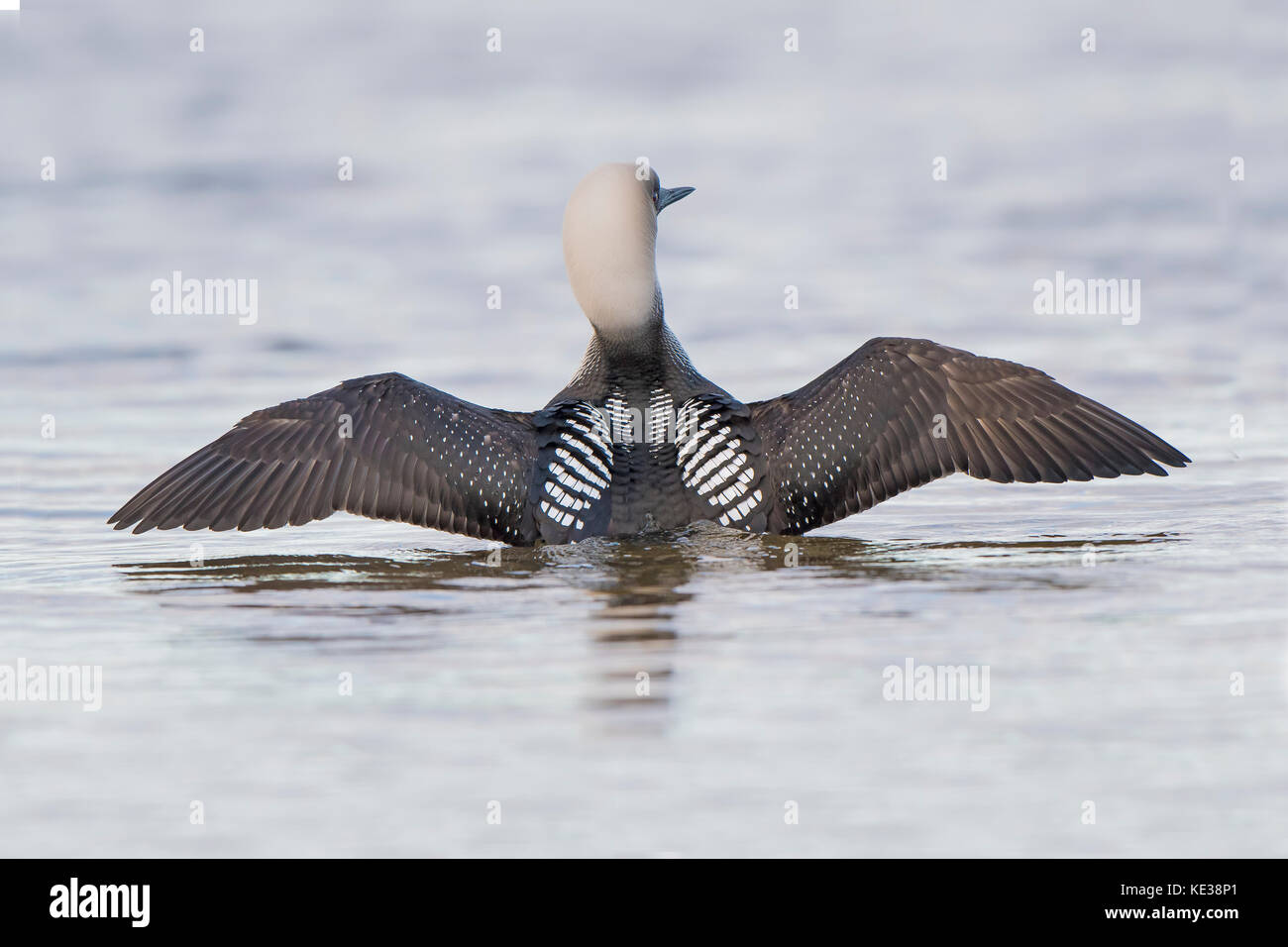 Adult Pacific loon (Gavia pacifica) wing-stretching, Victoria Island ...
